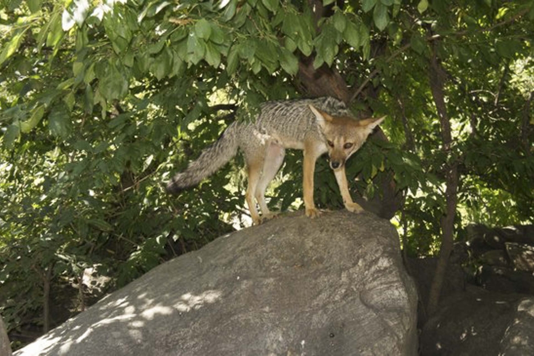 Zorro Colorado |Visitar San Luis