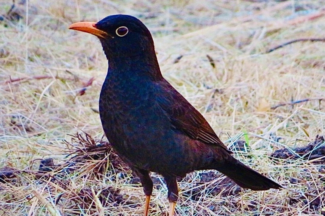 Aves de San Luis, el zorzal Chiguanco. |Visitar San Luis